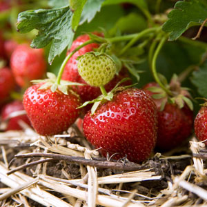 Dobies Reviews | Read Customer Service Reviews of www.dobies.co.uk