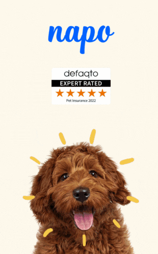 Napo Pet Insurance Reviews | Read Customer Service Reviews of napo.pet