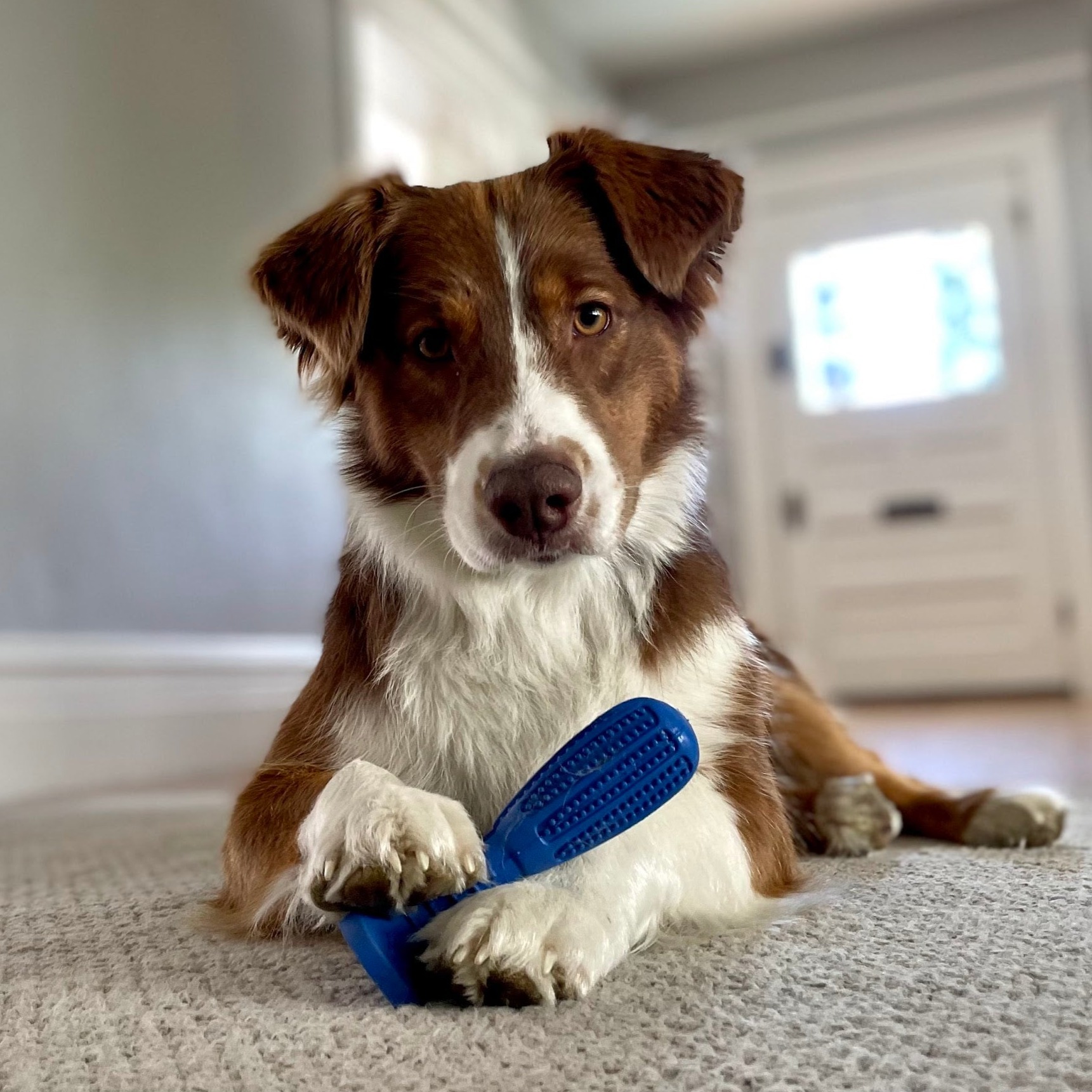 Coco & Bark Reviews | Read Customer Service Reviews of www.cocoandbark.com